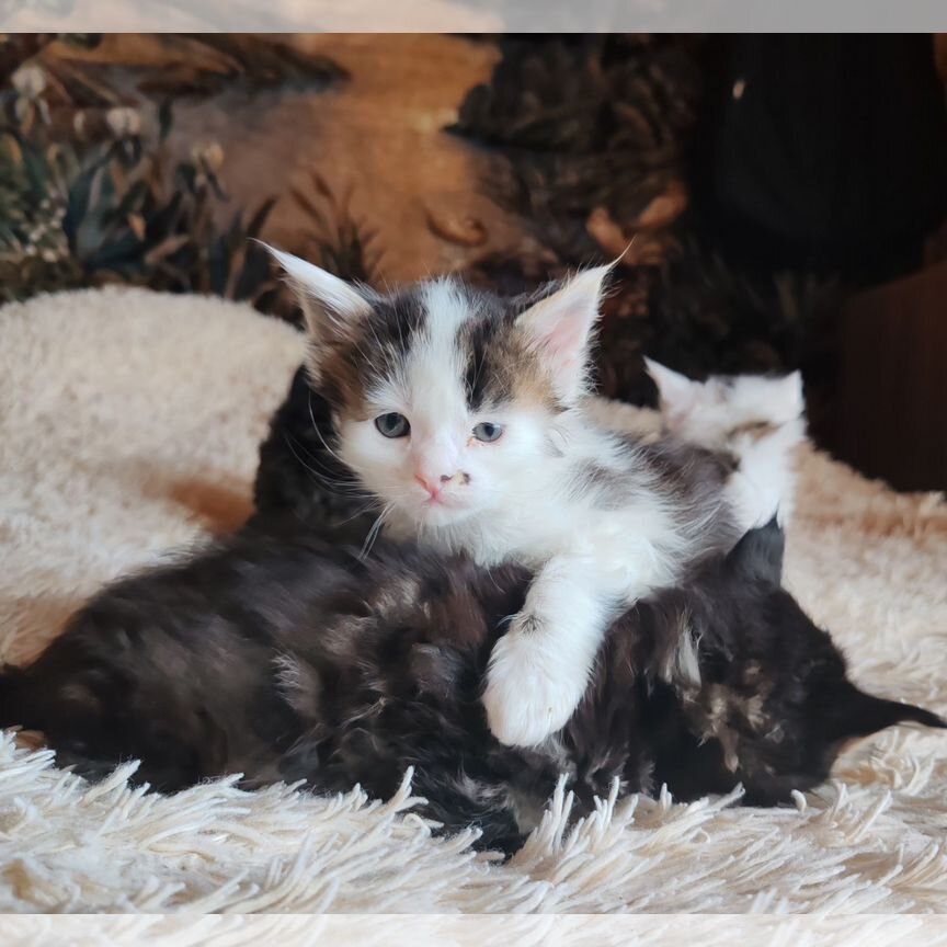 Котята мейн-кун в добрые руки