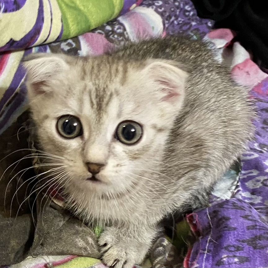 Шотландский вислоухий короткошёрстный котёнок