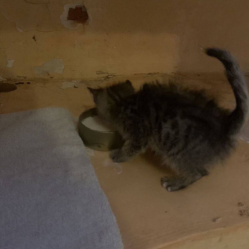 Бездомные котенок