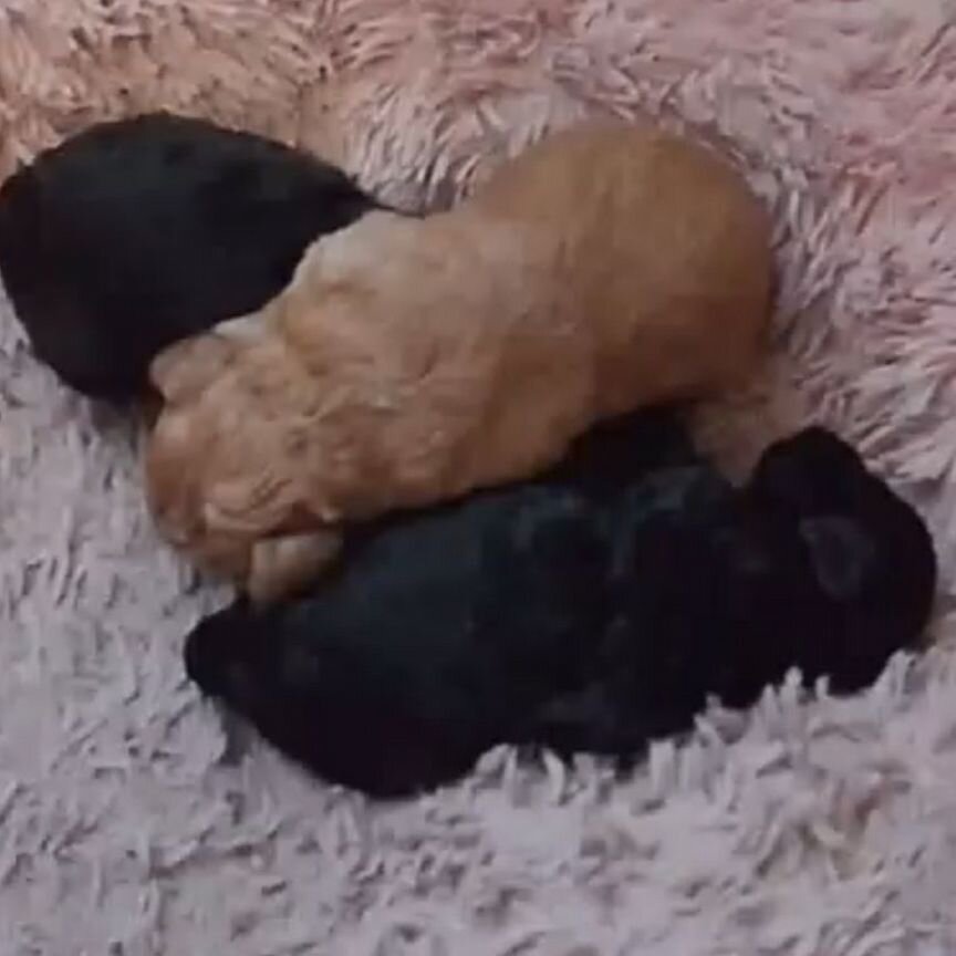 Той-пудель, щенок