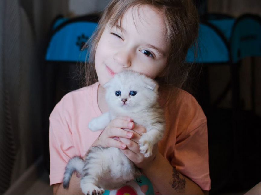 Шотландские котята