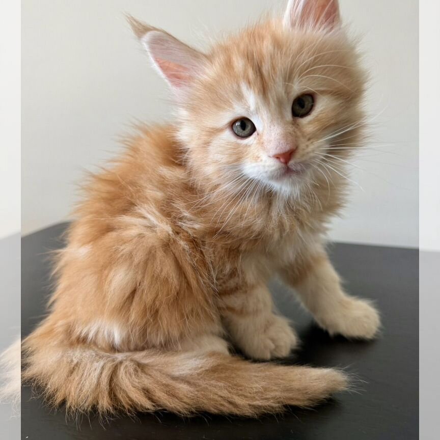 Мейн-кун котёнок