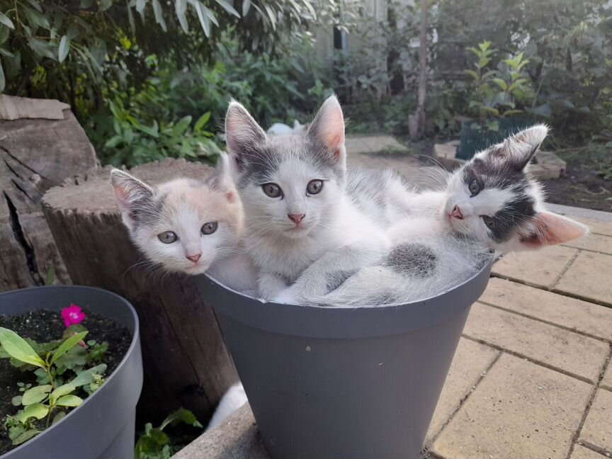Котята в добрые руки