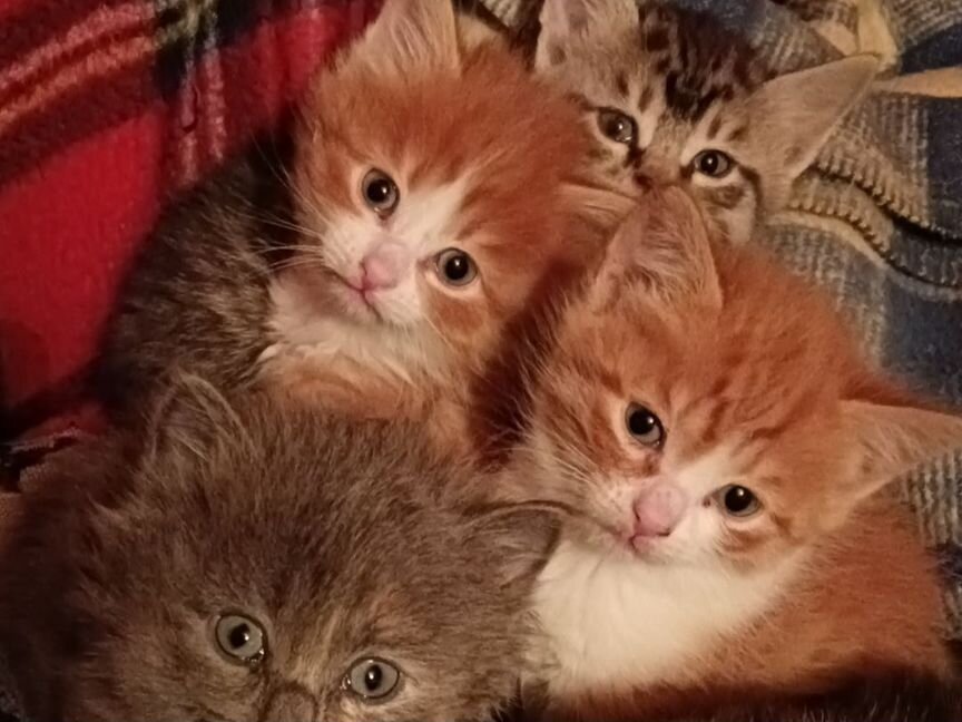 Котята