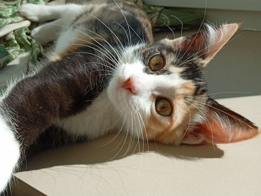 Котята для радости