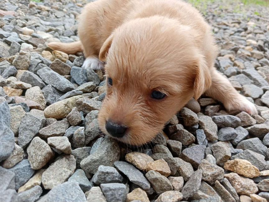 Щенки маленькой породы