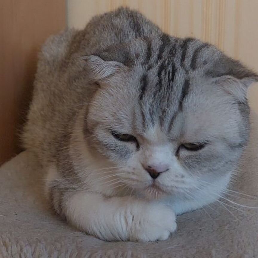 Шотландская вислоухая длинношёрстная, взрослая кошка