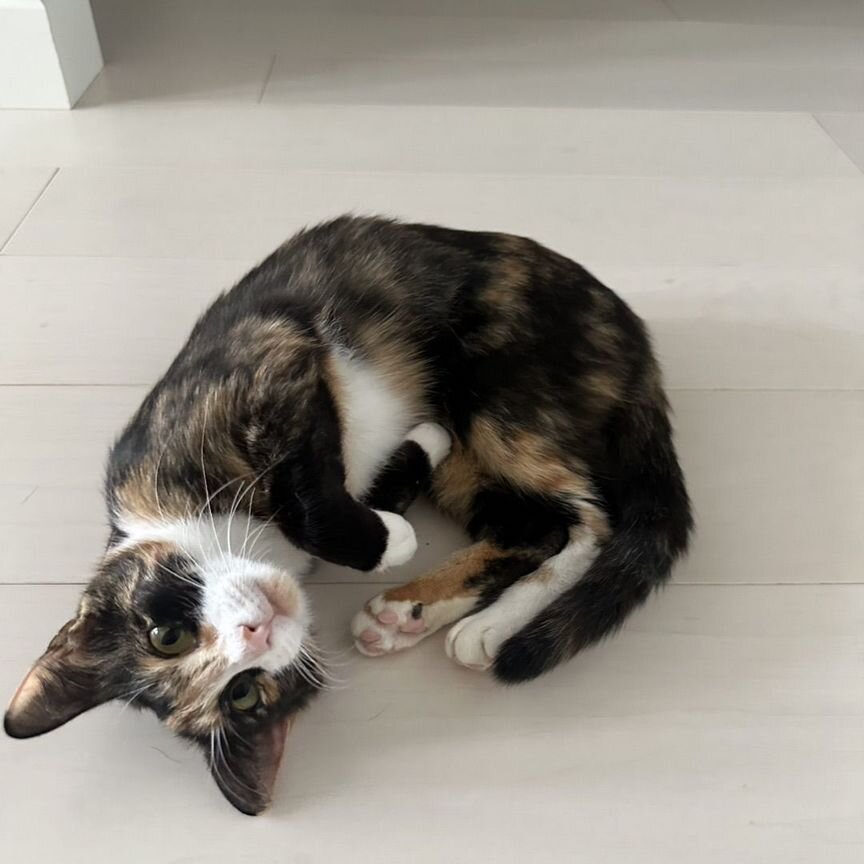 Котенок 11-12 месяцев