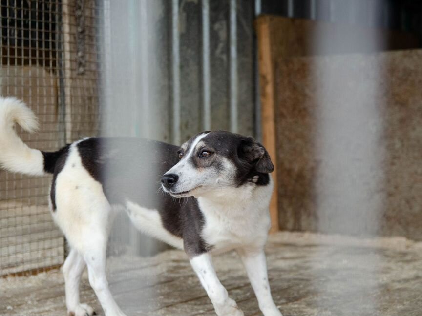 Собака в добрые руки