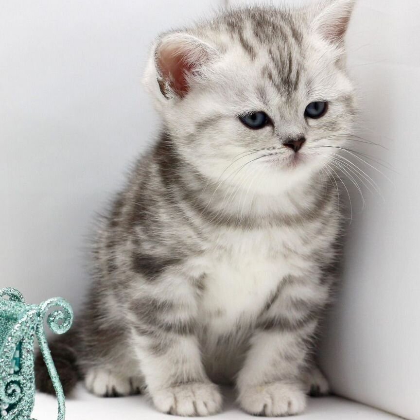 Шотландская-милашка