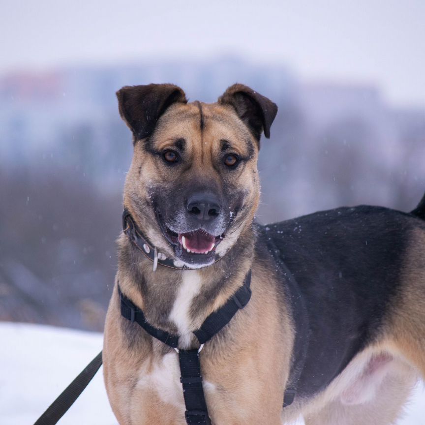 Алмаз в добрые руки