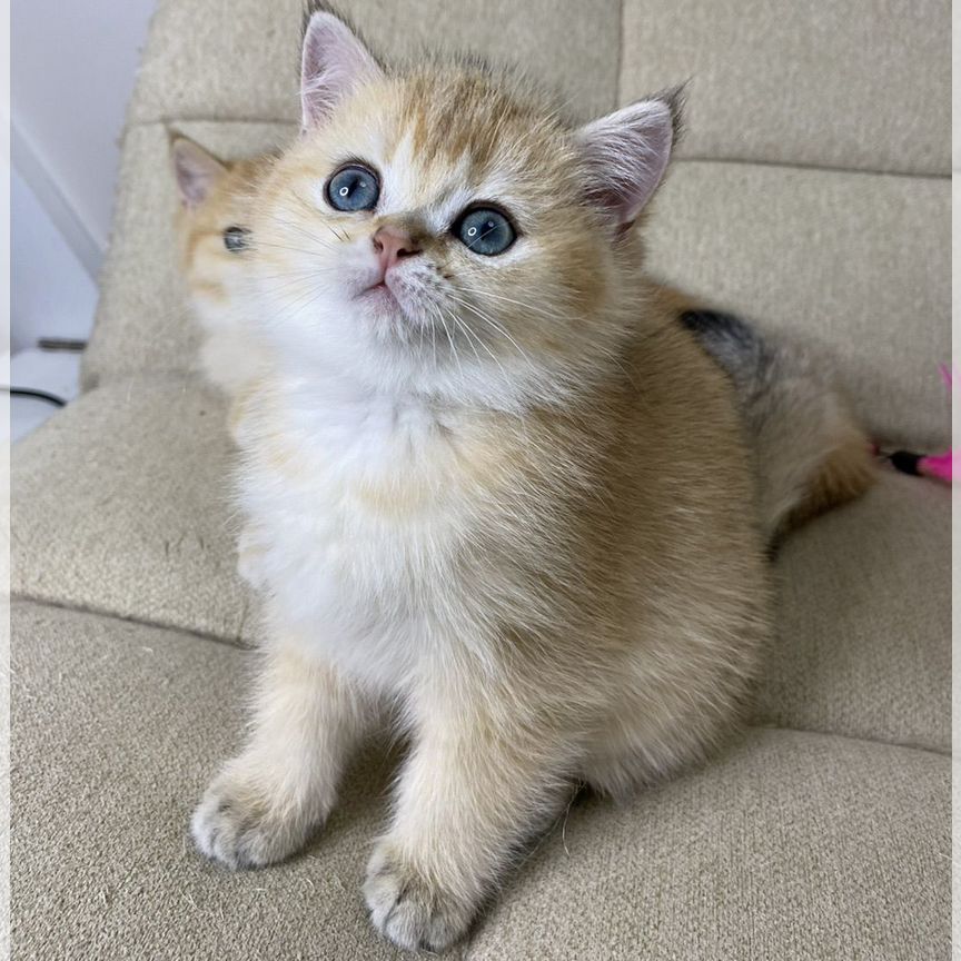 Британский короткошёрстный котёнок