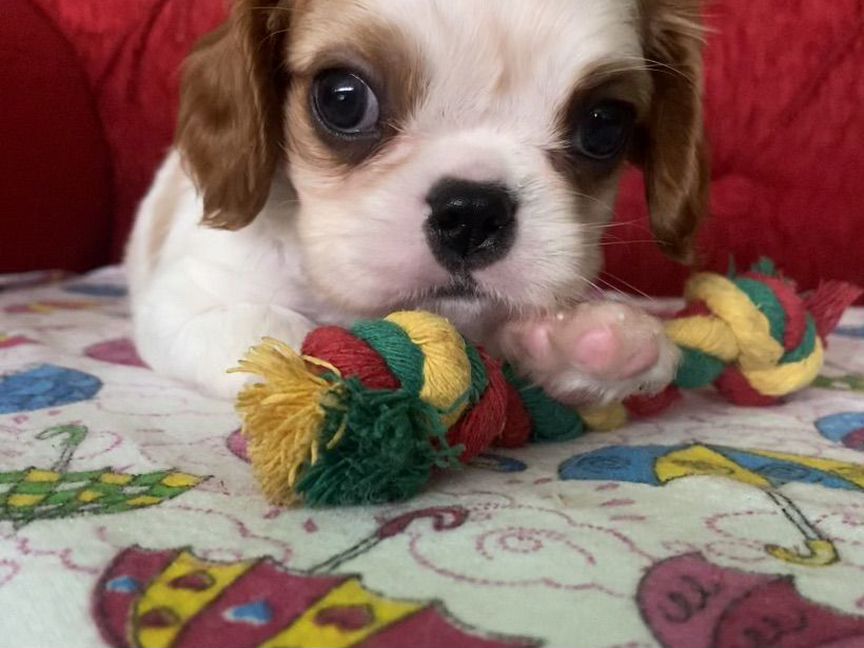 Кавалер кинг чарльз спаниель девочки и мальчик