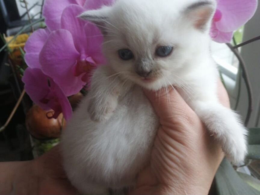 Шотландские котята