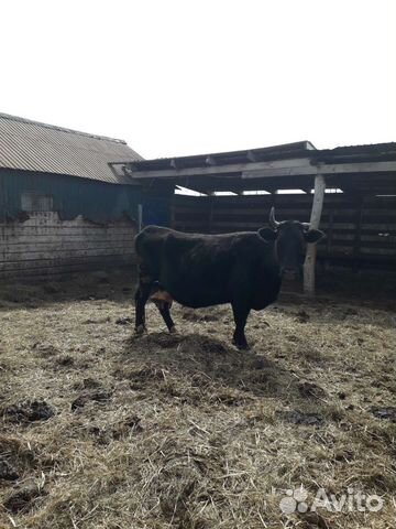 Корова стельная