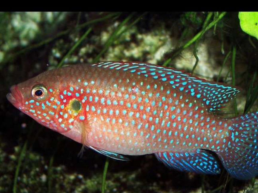 Хромис красавец пара