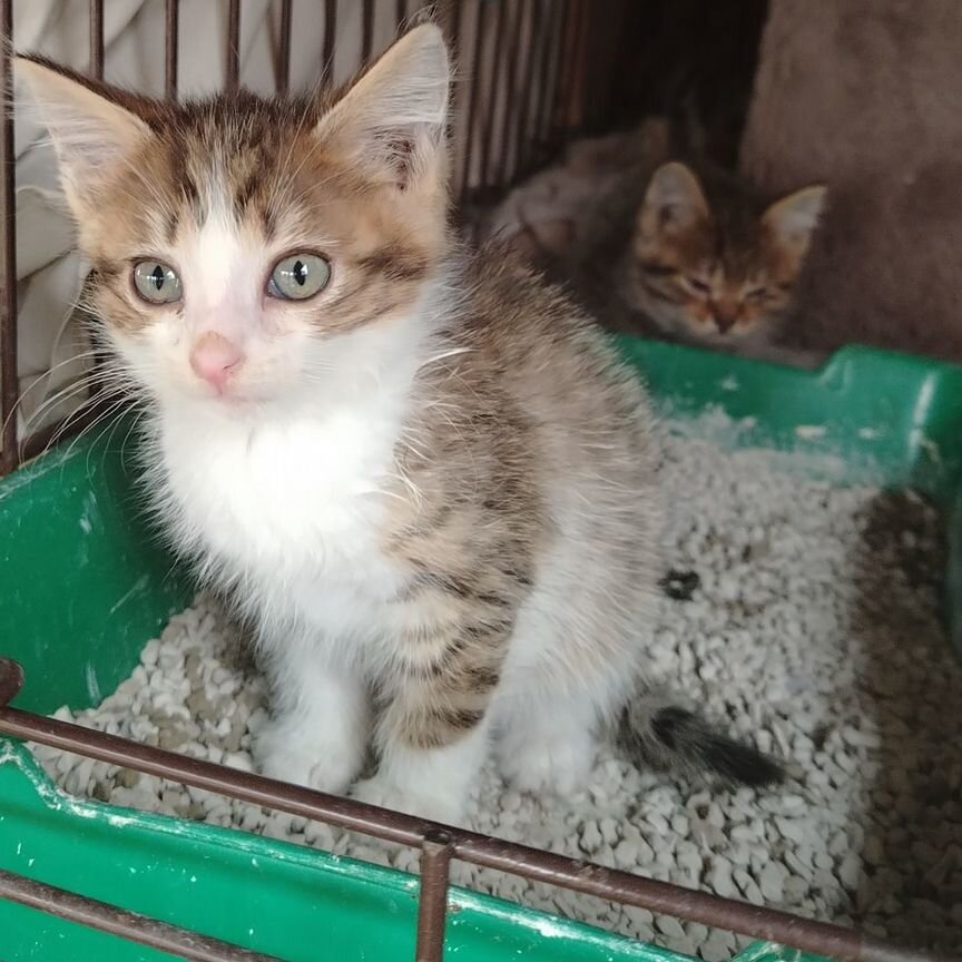 Котенок мальчик Афоня 1,5 месяца