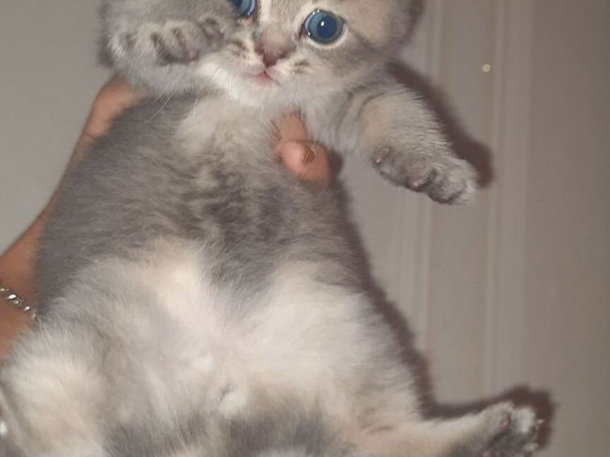 Котенок мальчик