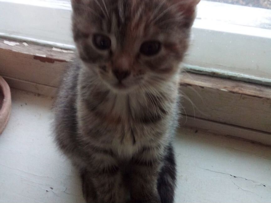 Котенок мейн кун метис