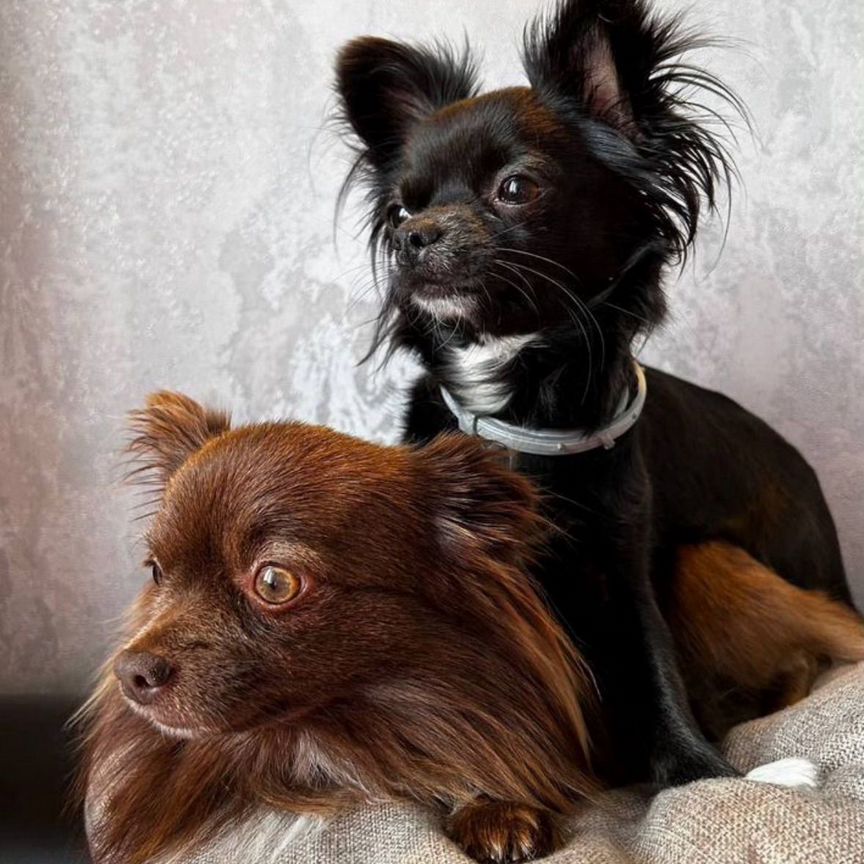 Щенки чихуахуа