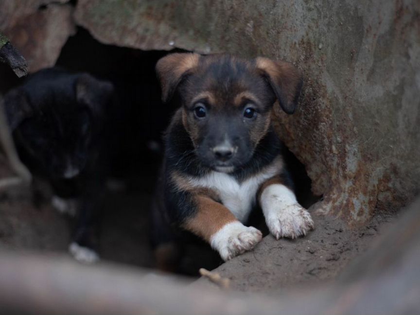 Щенки 1,5 месяца, здоровые и упитанные
