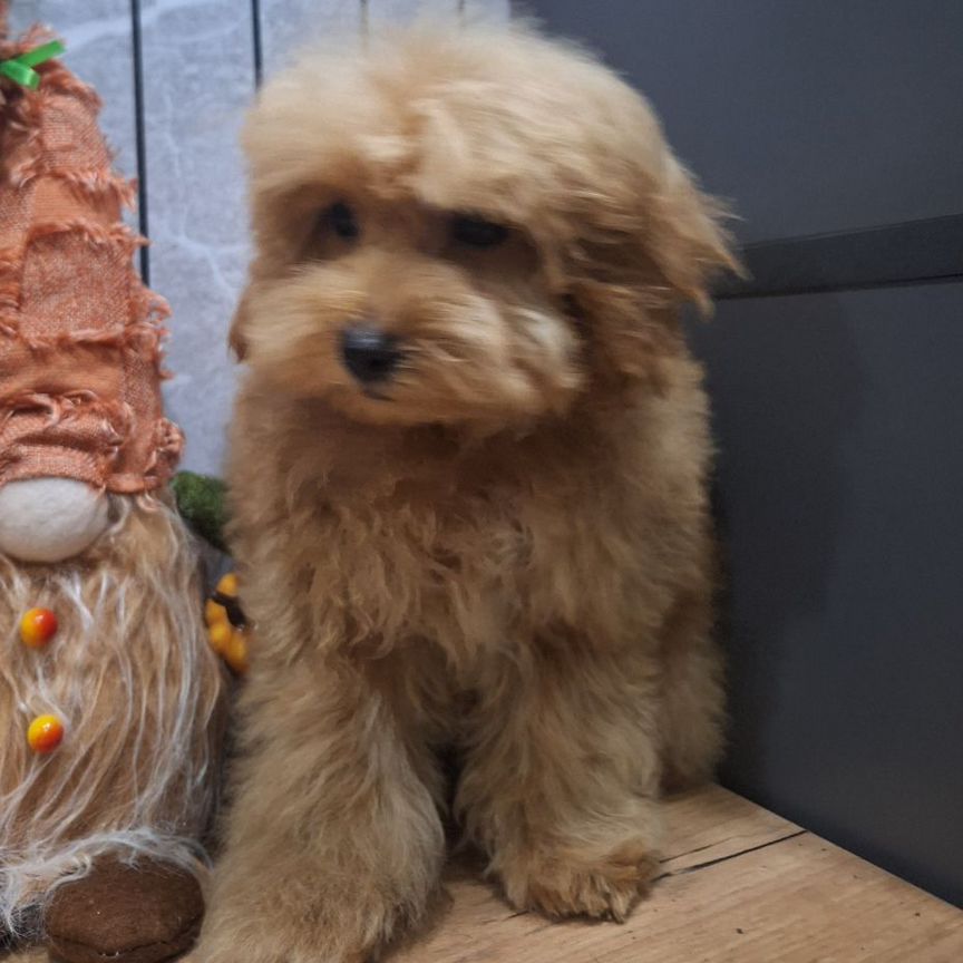 Мальтипу, щенок