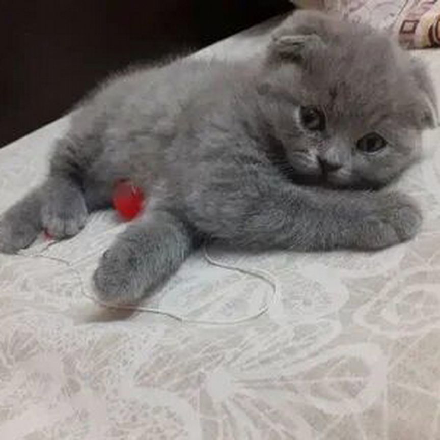 Кошечки шотландские