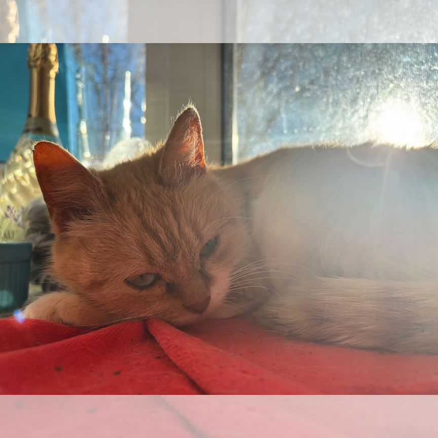 Взрослая кошка в добрые руки