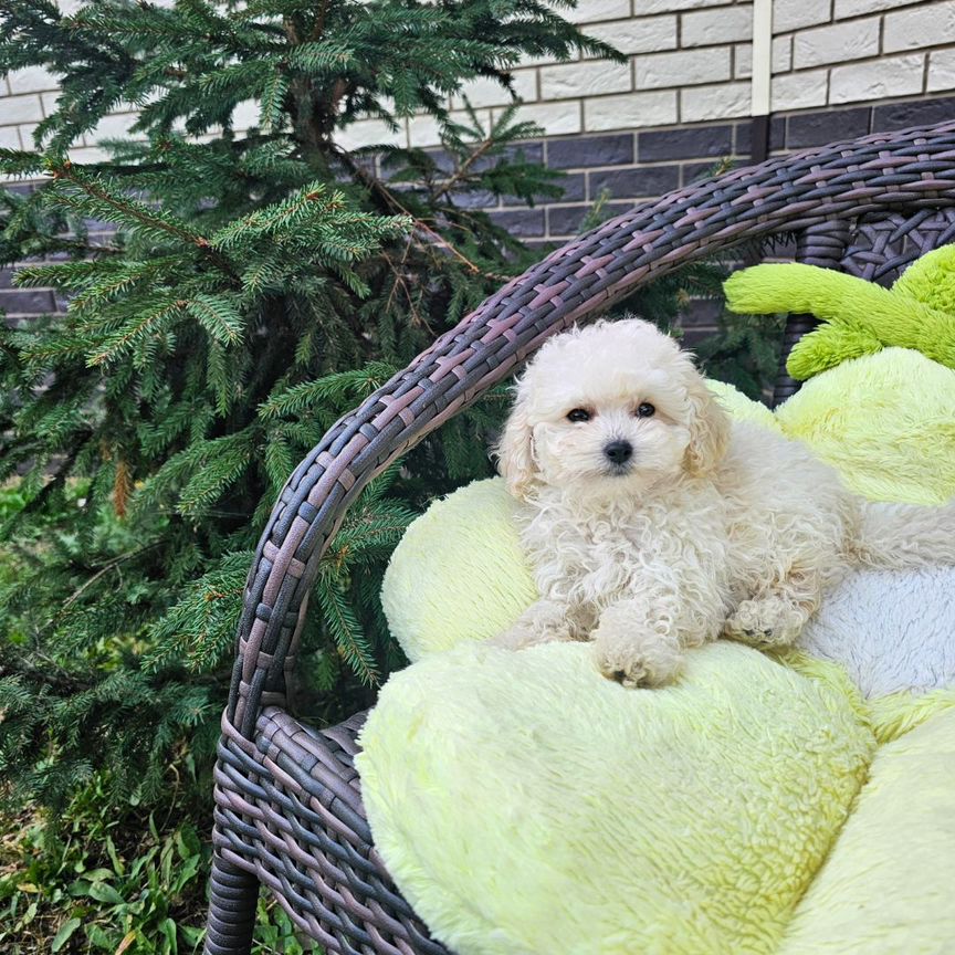 Той пудель белый мальчик с документами