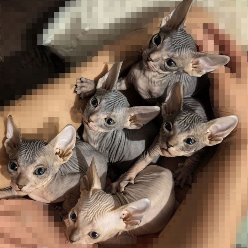 Донской сфинкс котёнок