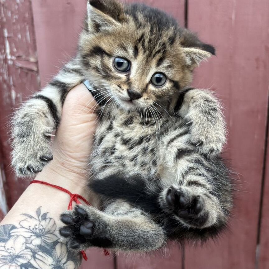 Британский длинношёрстный котёнок