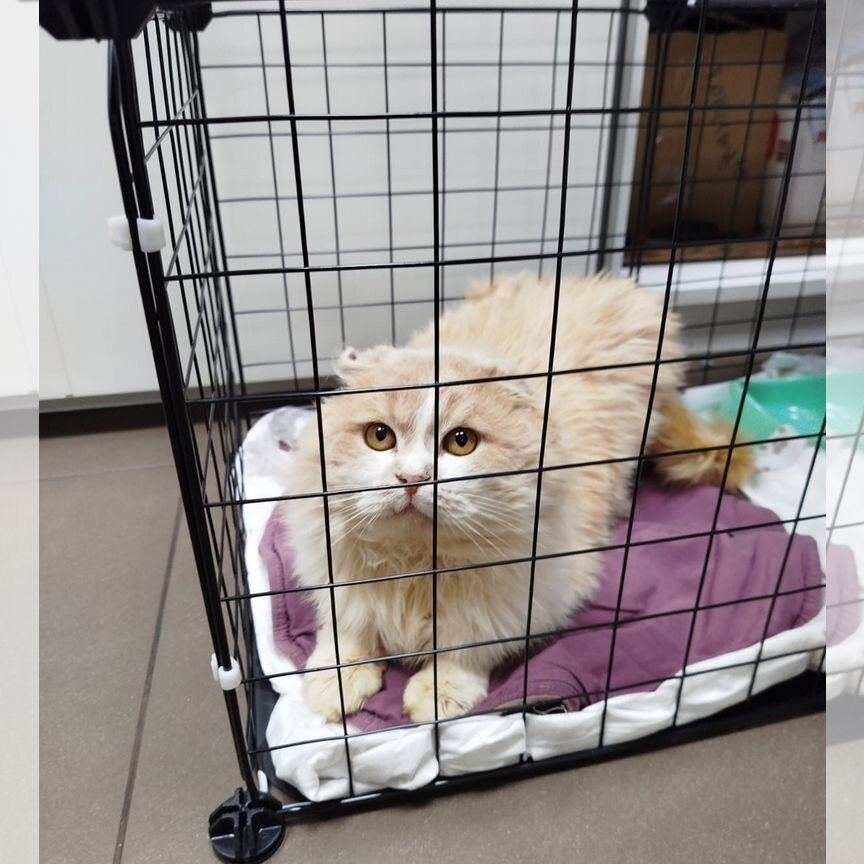 Взрослый кот в добрые руки