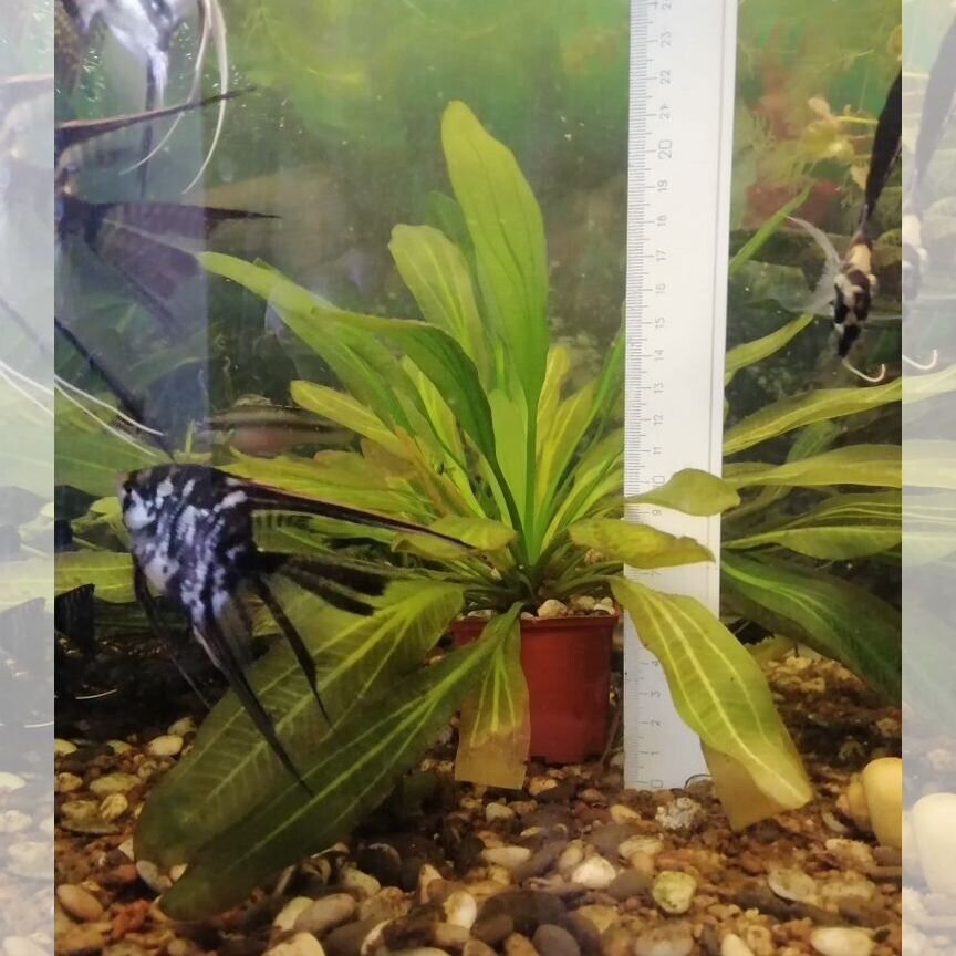 Продаю растение аквариумное