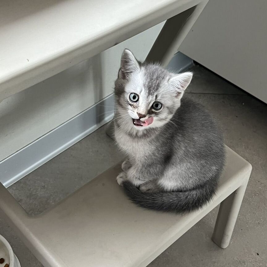 В добрые руки котята