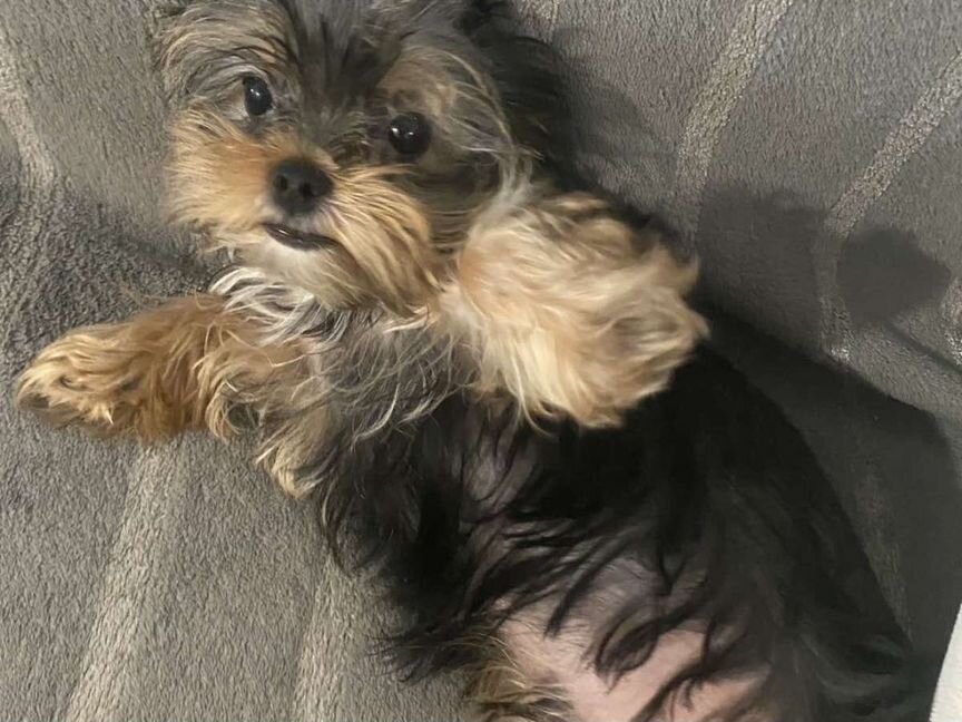 Йоркширский терьер мини беби фейс