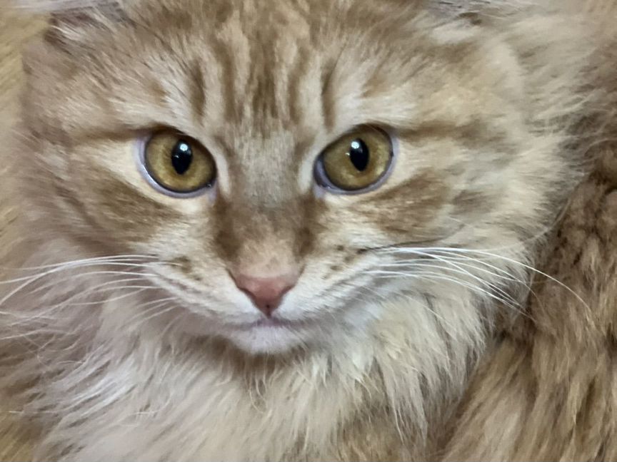 Кошки