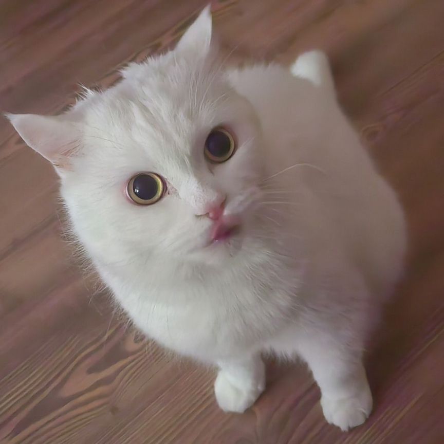 Као-мани, взрослый кот