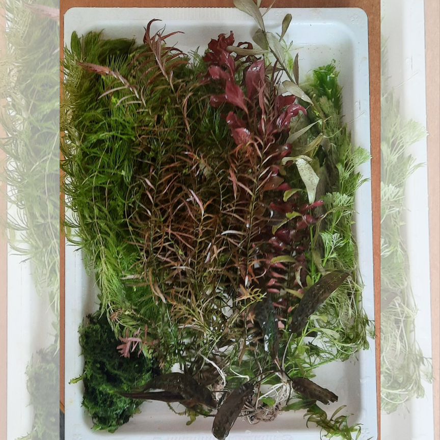 Аквариумное растение