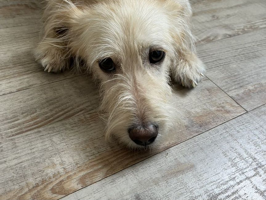 Собака 10 месяцев, смесь корги и болонки