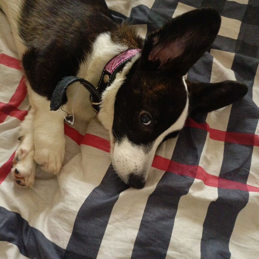 Корги-Кардиган