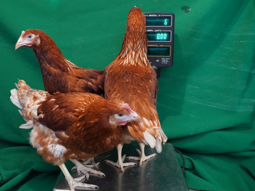 Куры Несушки