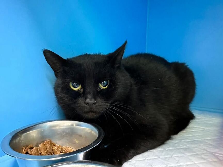 Кошка Баунти через пять дней на улицу