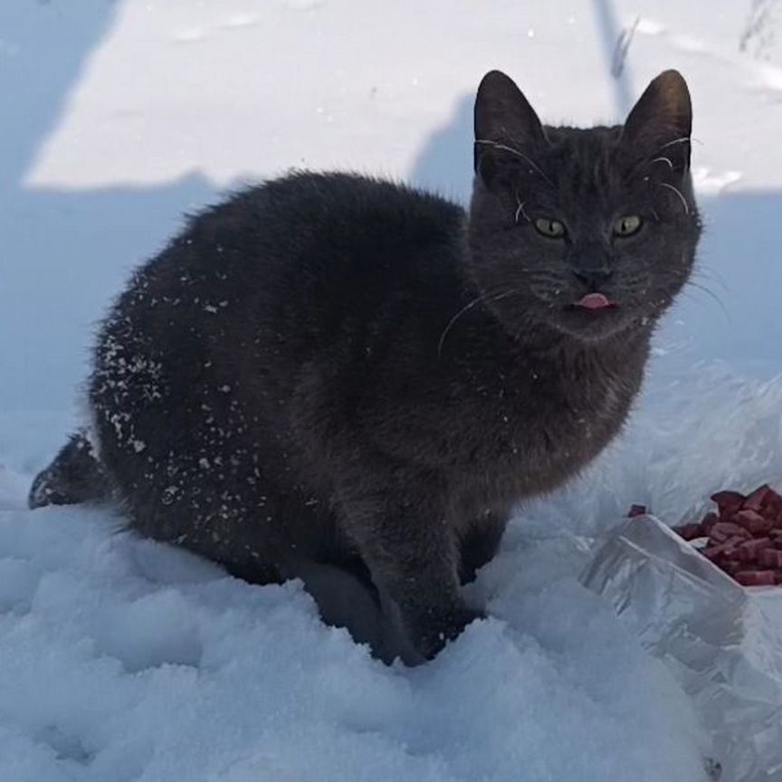 В добрые руки кошечка