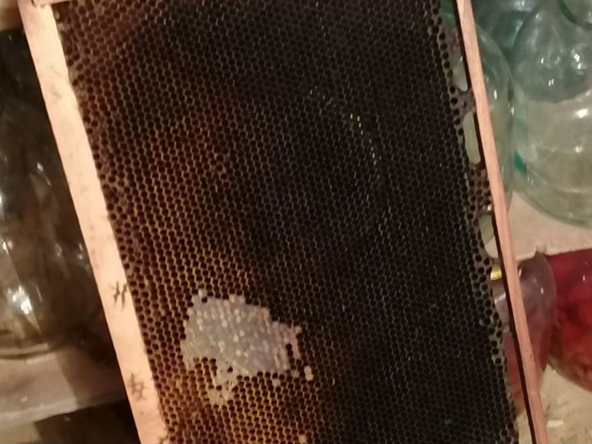 Сушь рутовская и дадановкая