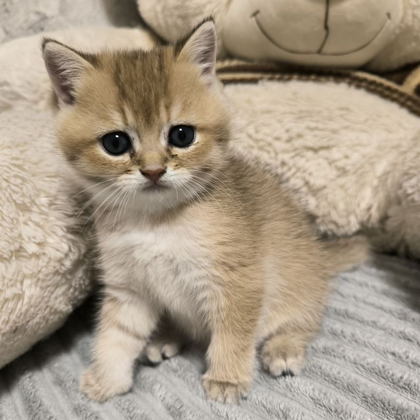 Британские котята золотая шиншилла
