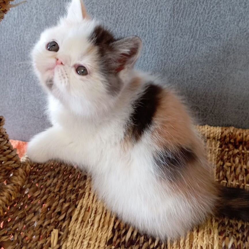 Очаровашка Грета