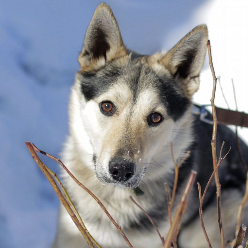 Взрослый пёс в добрые руки