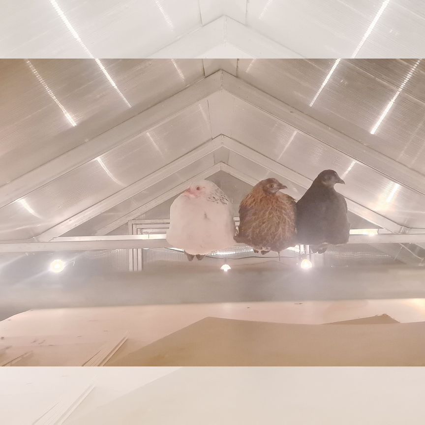 Карликовые куры, семья бентамки