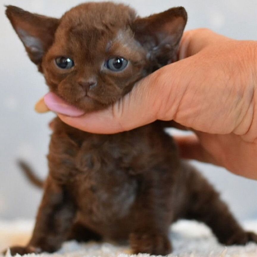 Девон-рекс котёнок