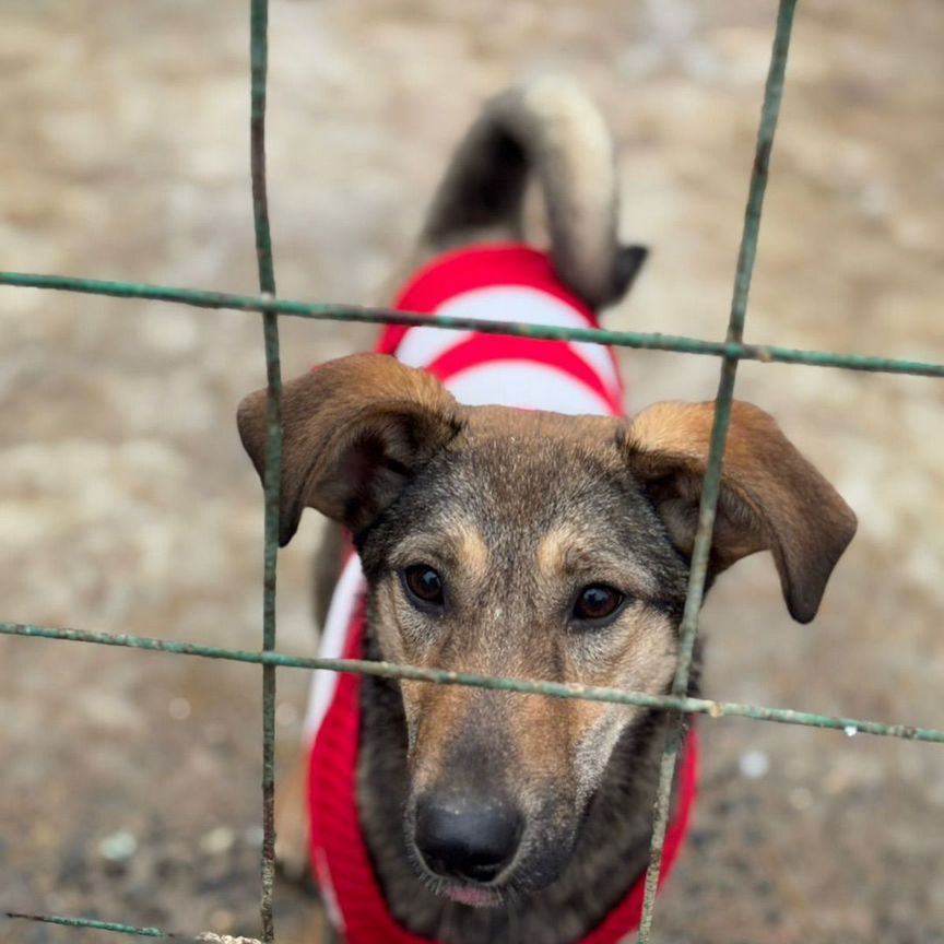 Капа из приюта ищет дом